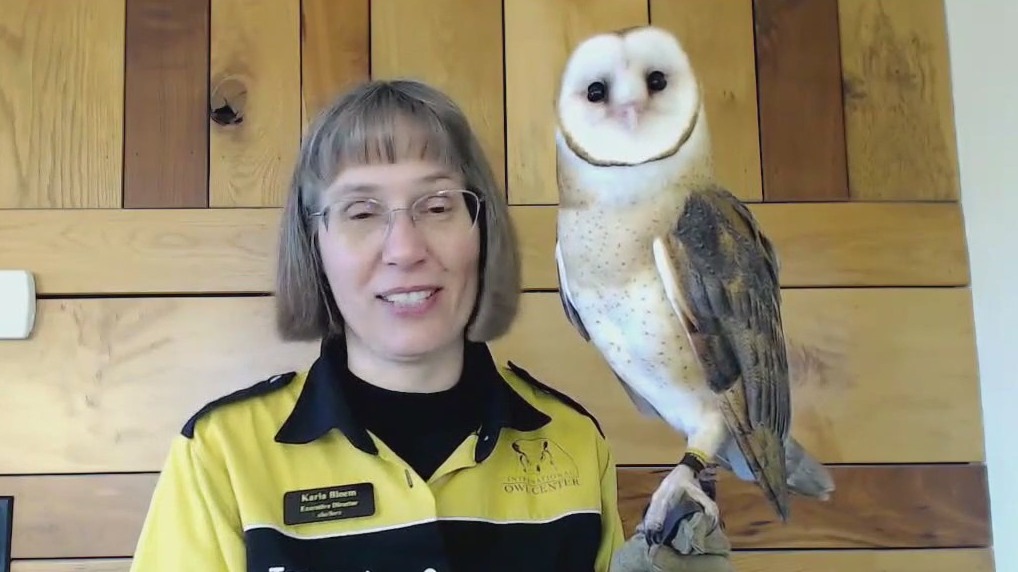 International Festival of Owls this weekend in MN | FOX 9 Minneapolis ...