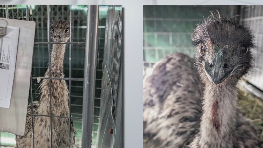Emus captured in Zilker Park taken to zoo | FOX 7 Austin