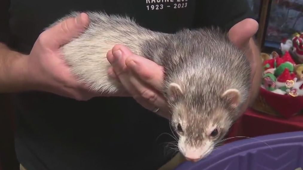 Racine Zoo winter picnics, animal you can see