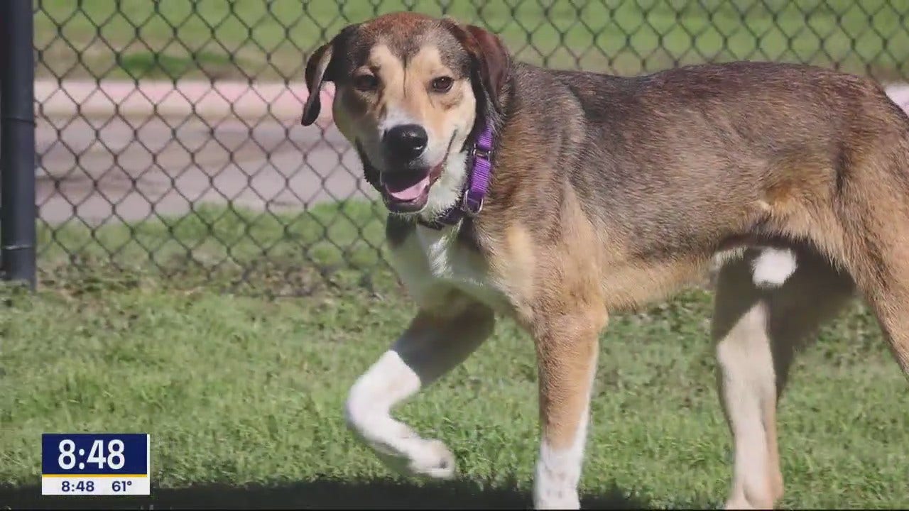 Dog of the Day: Skippy | FOX 4 Dallas-Fort Worth