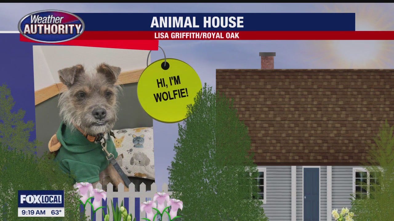 Welcome Wolfie | FOX 2 Detroit