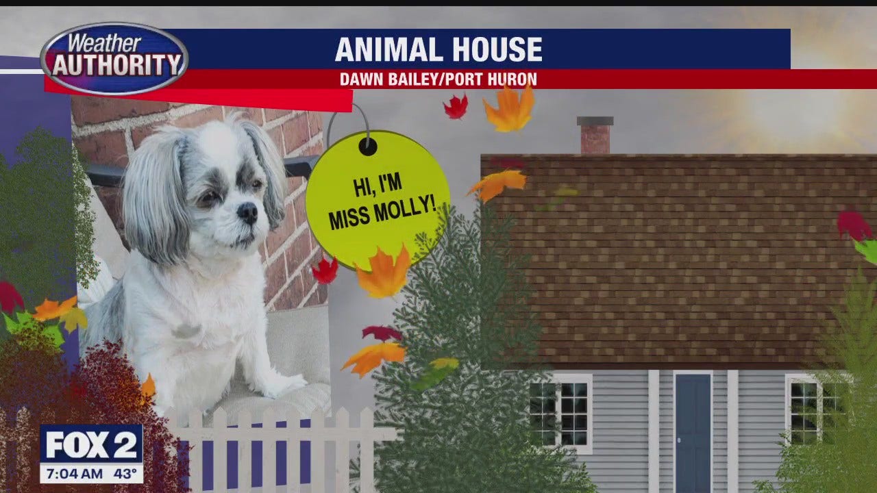 Meet Miss Molly | FOX 2 Detroit