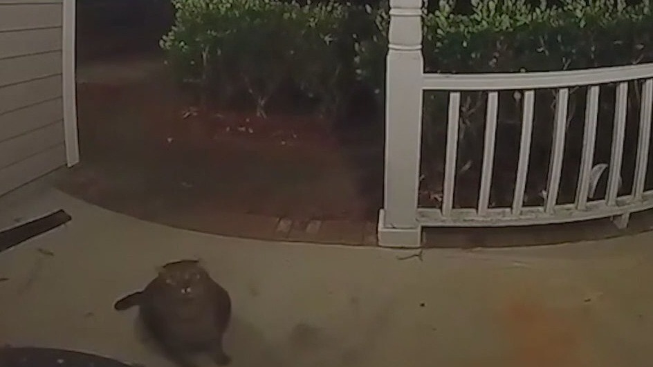 Cat rings doorbell to be let inside | FOX 10 Phoenix