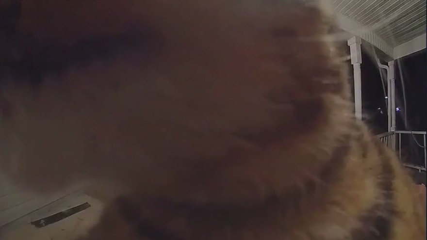 Cat caught on camera ring doorbell | FOX 5 Atlanta