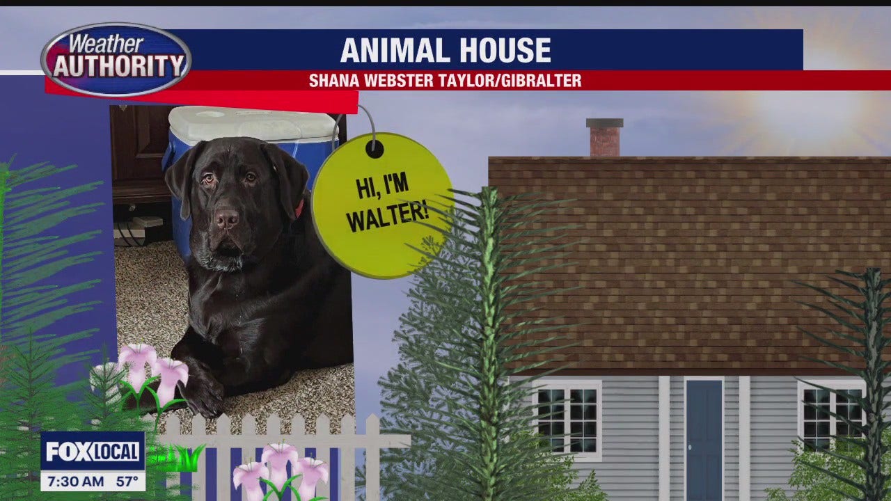 Welcome Walter | FOX 2 Detroit