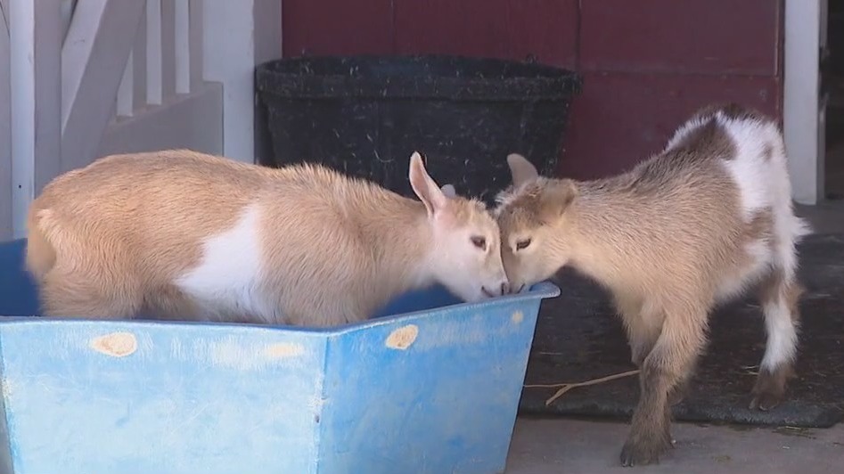 Who's the goat? Vote to name new goat babies at Phoenix Zoo | FOX 10 ...