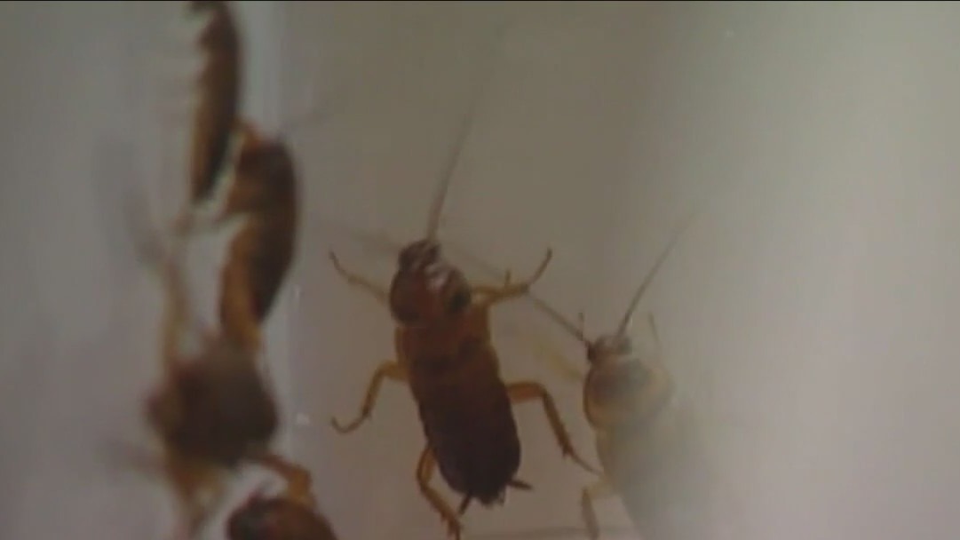 $2500 Reward to welcome 100 cockroaches in your home | FOX 26 Houston