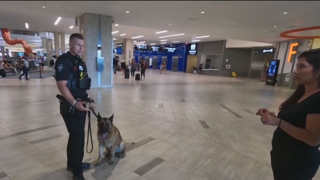 Meet the K9's keeping TPA safe | FOX 13 Tampa Bay