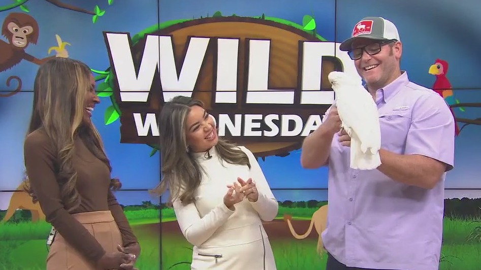 Wild Wednesday: Yada the Cockatoo