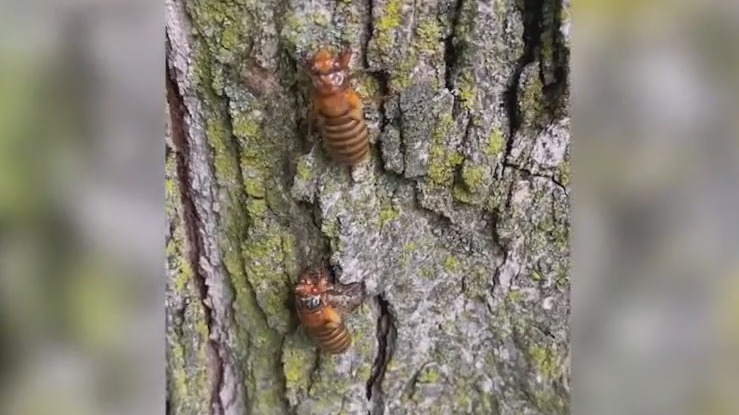 Cicada beer coming to Lake Geneva? | FOX6 Milwaukee