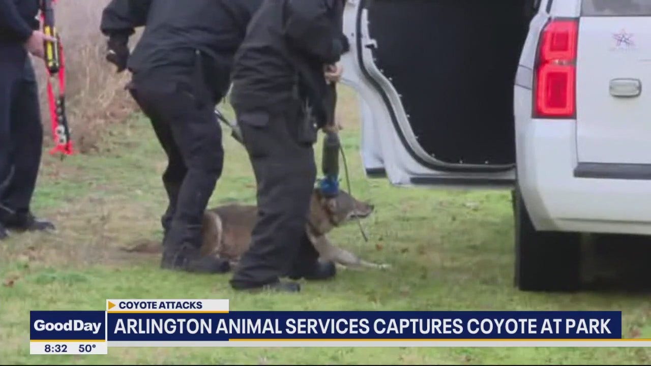 Aggressive coyote captured in Arlington park | FOX 4 Dallas-Fort Worth