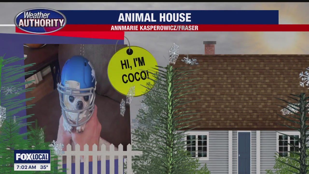 Meet Coco | FOX 2 Detroit