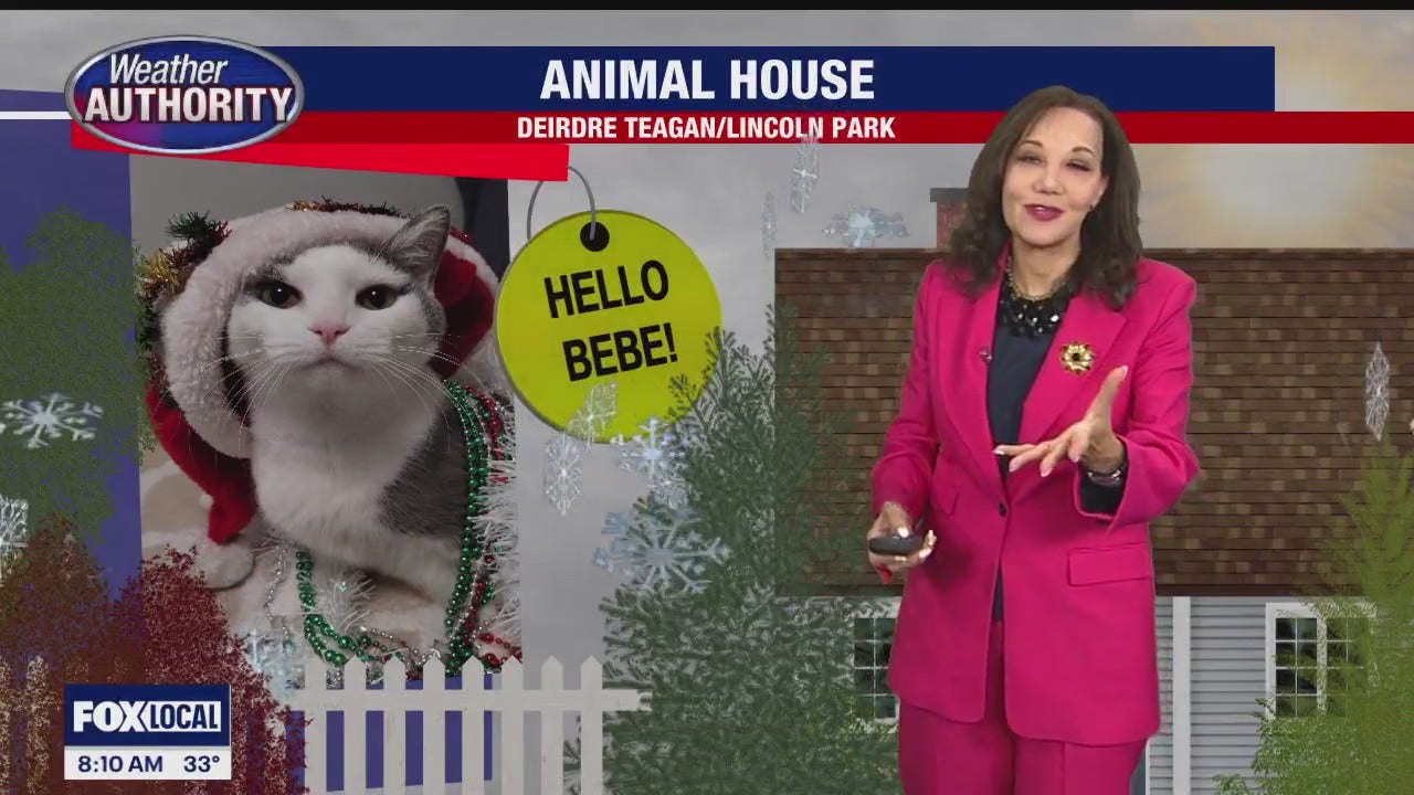 Meet Hello BeBe | FOX 2 Detroit