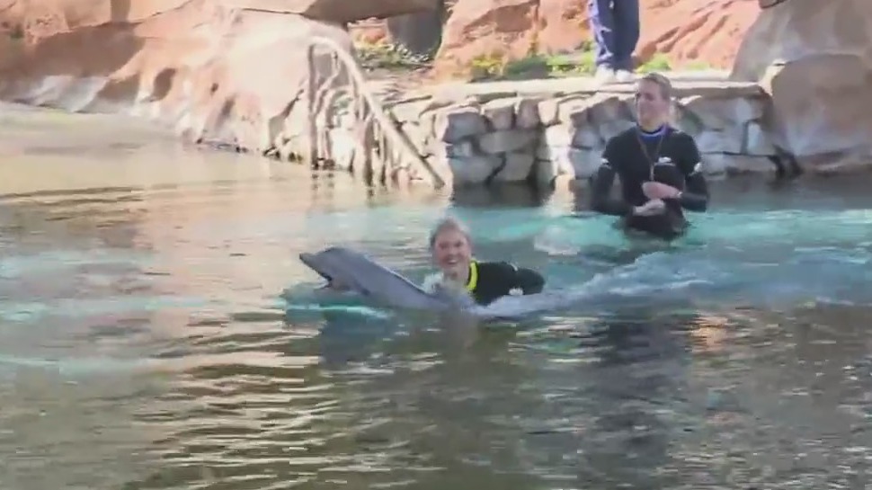 SeaWorld San Antonio: Swim with dolphins | FOX 7 Austin