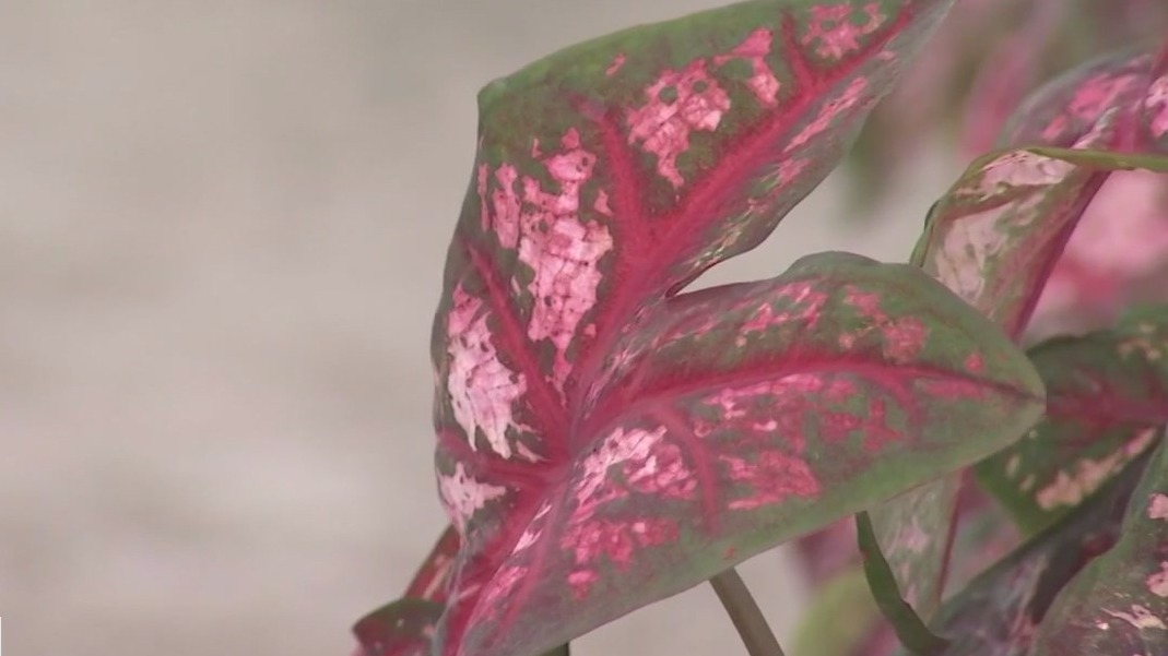 Efforts to expand caladium season | FOX 13 Tampa Bay