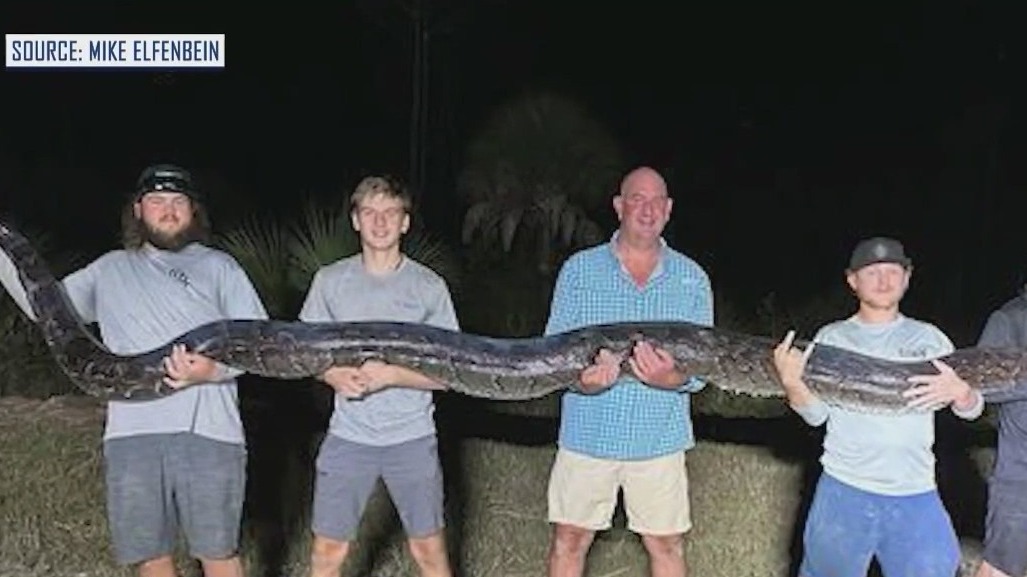 Capture of massive python 'surreal,' man says | FOX 35 Orlando