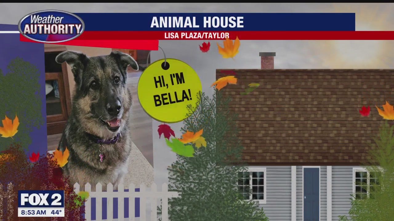 Meet Bella | FOX 2 Detroit