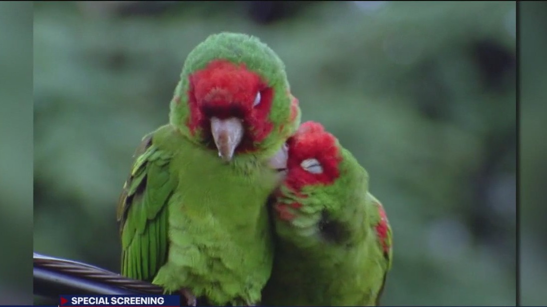 The Wild Parrots of Telegraph Hill | KTVU FOX 2