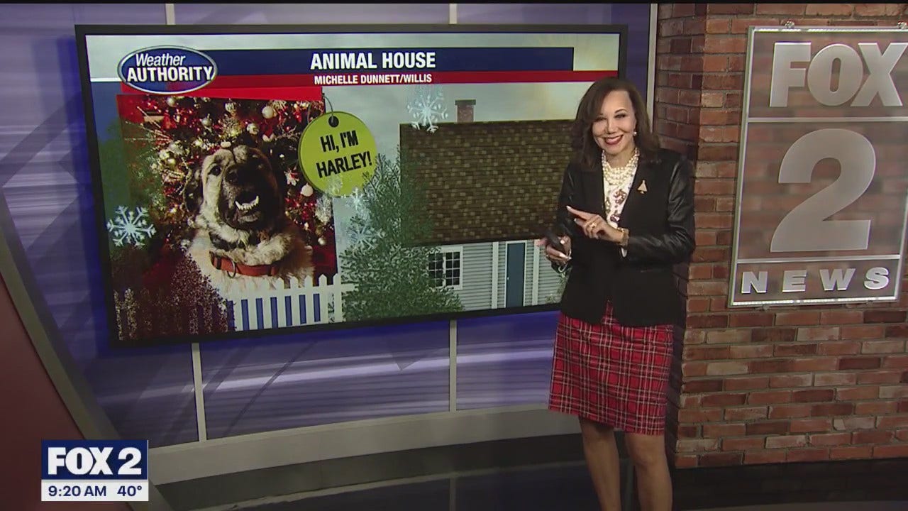 Meet Harley | FOX 2 Detroit