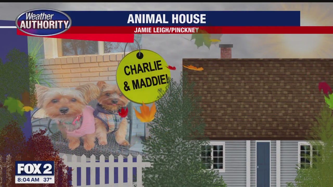 Meet Charlie & Maddie | FOX 2 Detroit