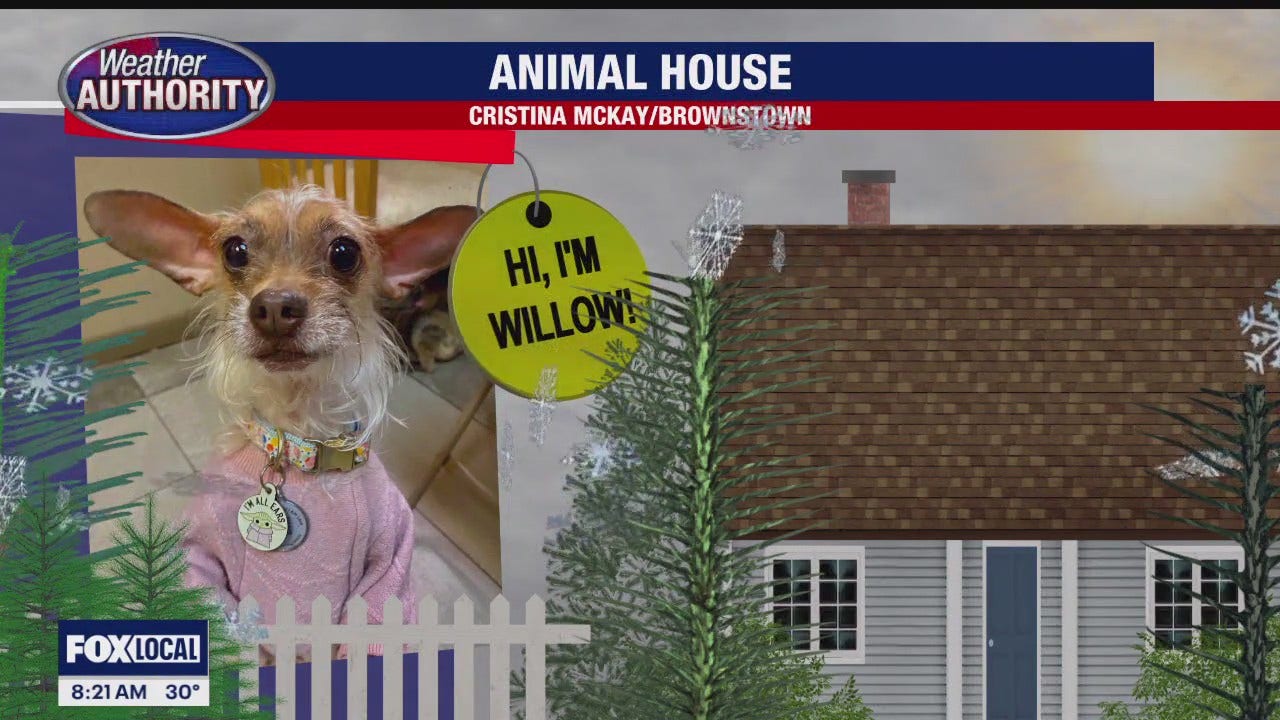 Meet Willow | FOX 2 Detroit
