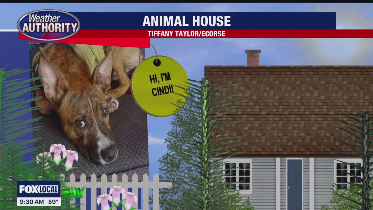 Welcome Cindi | FOX 2 Detroit