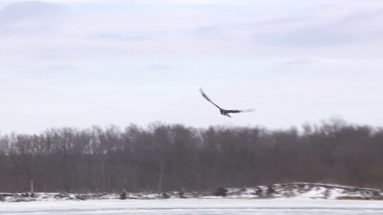 Eagles released after winter delay in MN | FOX 9 Minneapolis-St. Paul