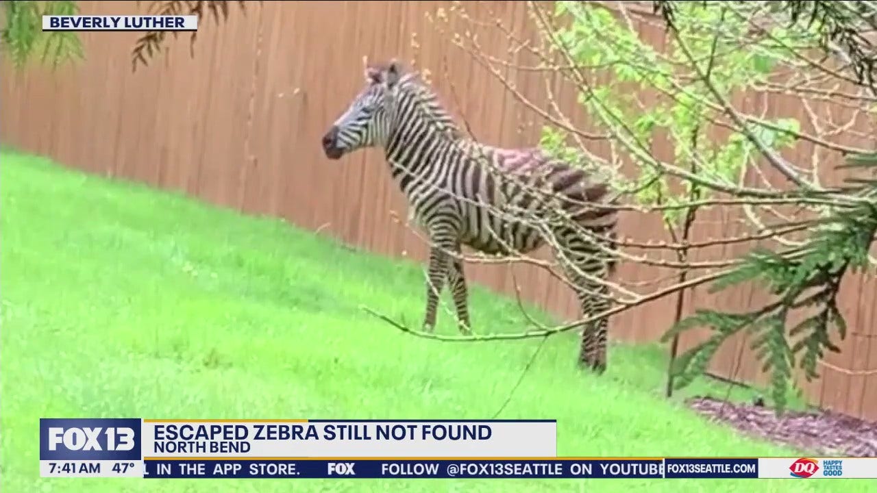 Fourth zebra still missing near North Bend | FOX 13 Seattle