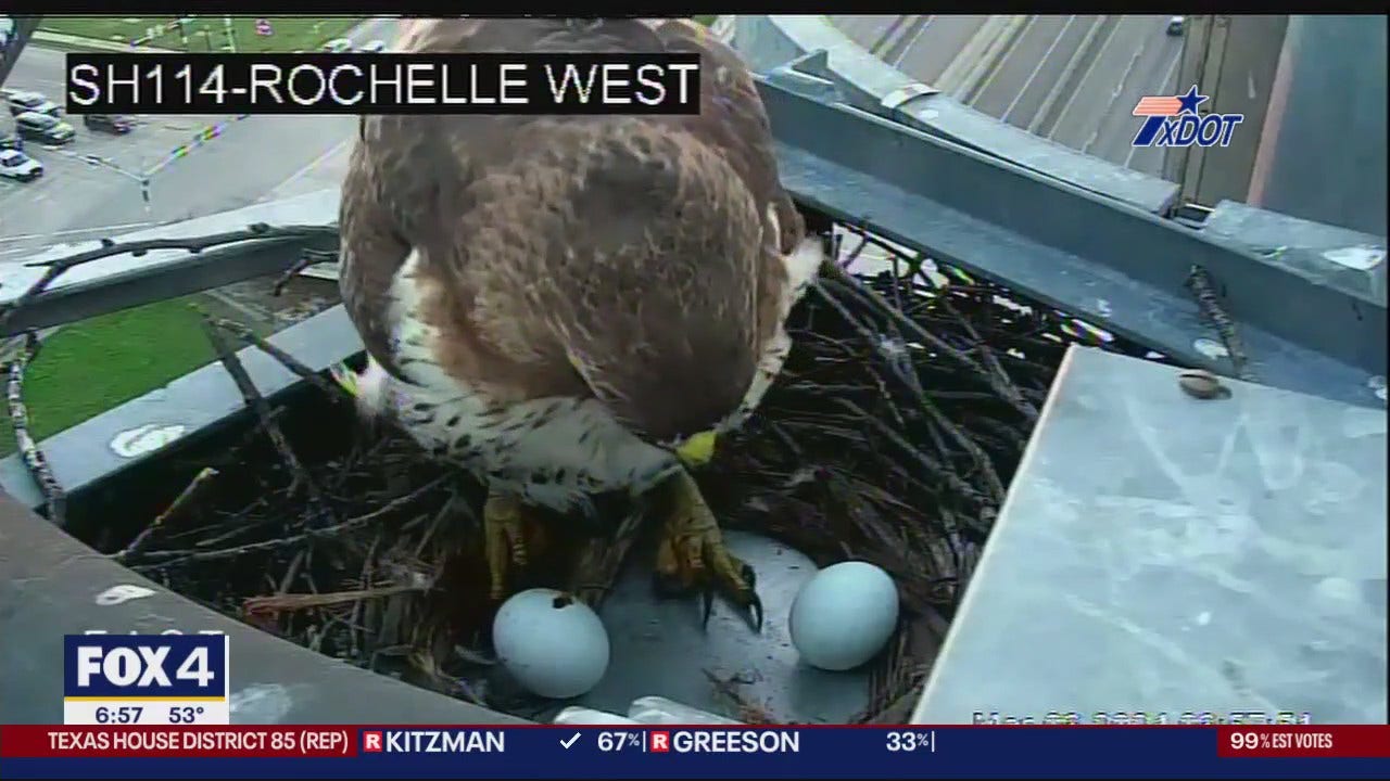 Hawk Watch 2024: Mama hawk cares for 2 eggs | FOX 4 Dallas-Fort Worth