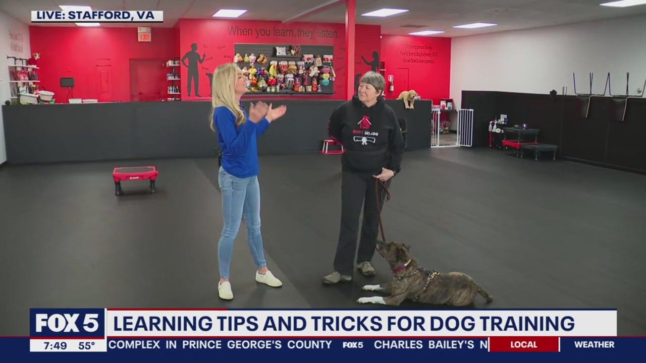 Learning tips and tricks for dog training | FOX 5 DC