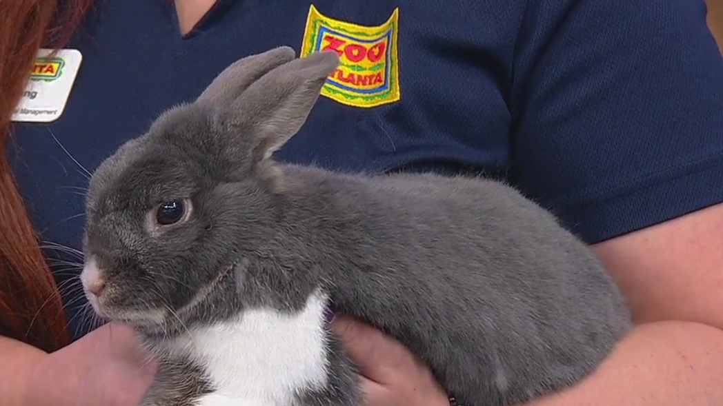 Zoo Atlanta events celebrating spring | FOX 5 Atlanta