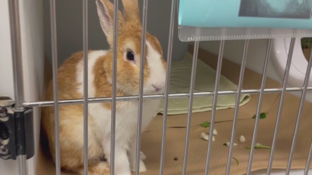 Rabbits saved from hoarding situation up for adoption | FOX 13 Tampa Bay