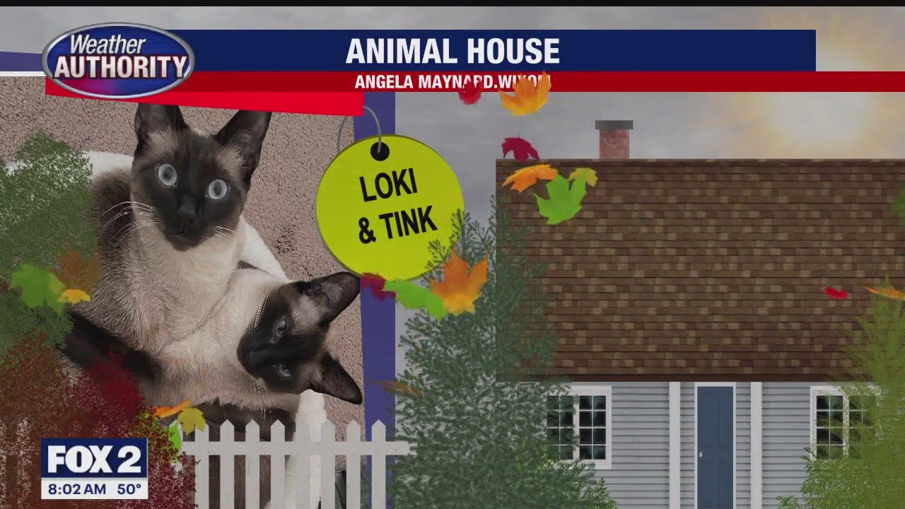 Meet Loki and Tink | FOX 2 Detroit