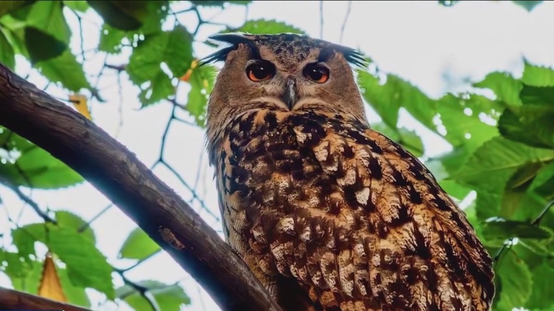 Beloved NYC celebrity owl Flaco dies | FOX 5 New York