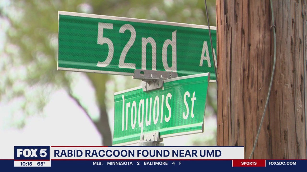 Another raccoon tests positive for rabies in Maryland | FOX 5 DC