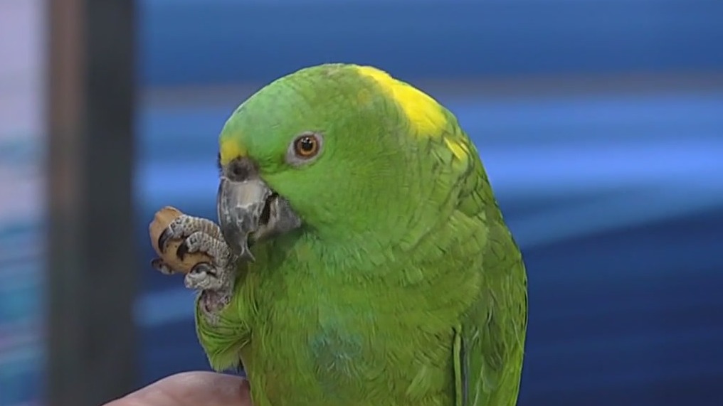 Meet Rico: Zoo Atlanta's Amazon parrot | FOX 5 Atlanta