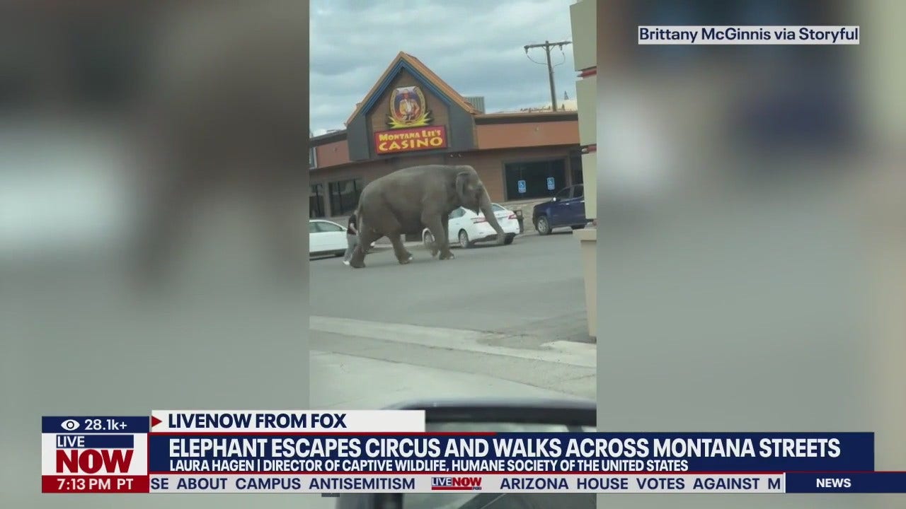 Elephant escapes circus, walks around Montana | LiveNOW from FOX