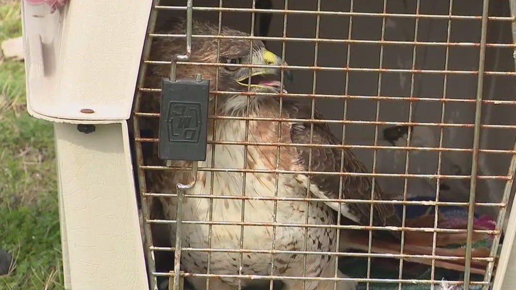 Red-tailed hawk released after recovering from injury | FOX 4 Dallas ...