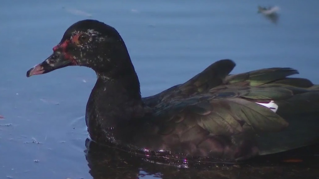 Duck thief caught on camera in Tampa | FOX 13 Tampa Bay