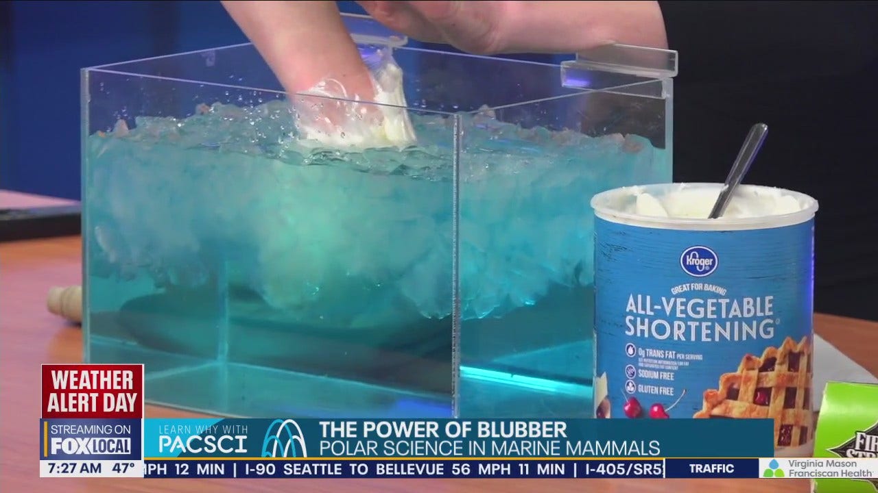 The power of blubber with Pacific Science Center | FOX 13 Seattle