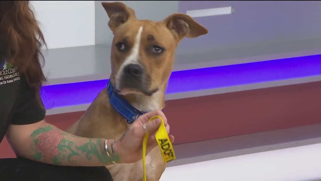 Adopt-A-Pet: Meet Milo | FOX 35 Orlando