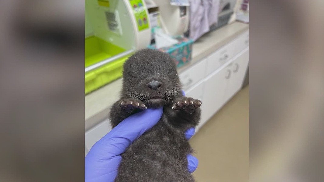 Orphaned baby otters rescued | FOX 35 Orlando