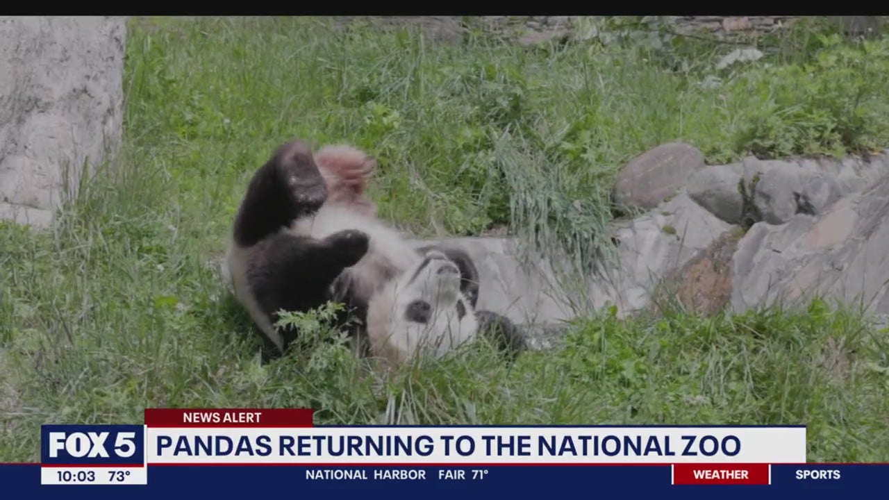 Here's what we know about DC’s new giant pandas: Bao Li and Qing Bao ...