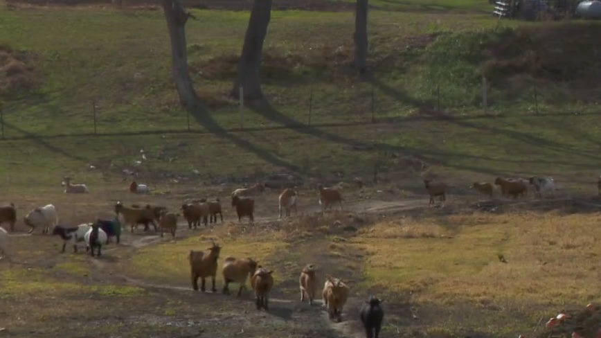 On the Map: Goofy Goat Farm | FOX 9 Minneapolis-St. Paul