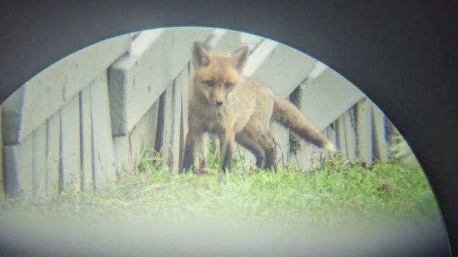 Wild Wednesday: Baby foxes | FOX 26 Houston