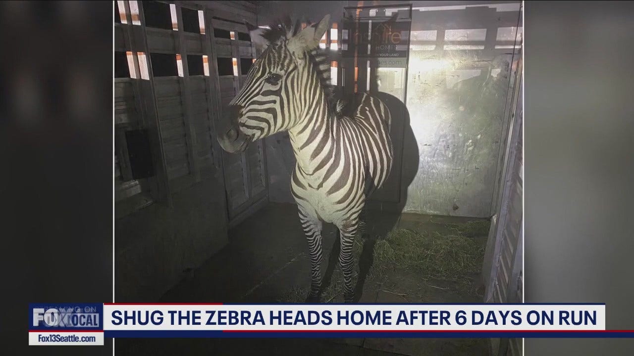 Wranglers and residents help corral 4th and final missing zebra in ...