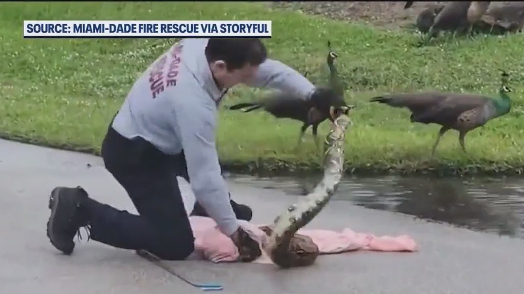 8-foot snake removed from Florida street | FOX 51 Gainesville