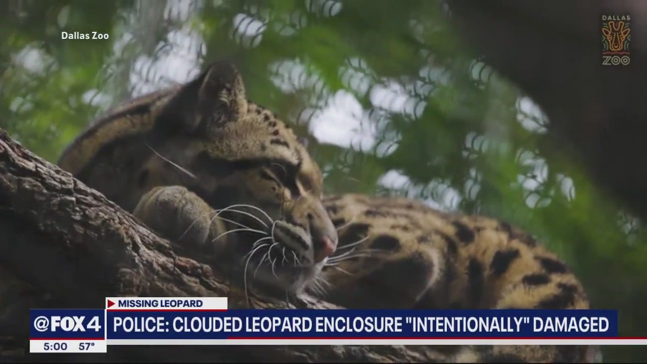 Clouded leopard escapes Dallas Zoo enclosure through tear in mesh ...