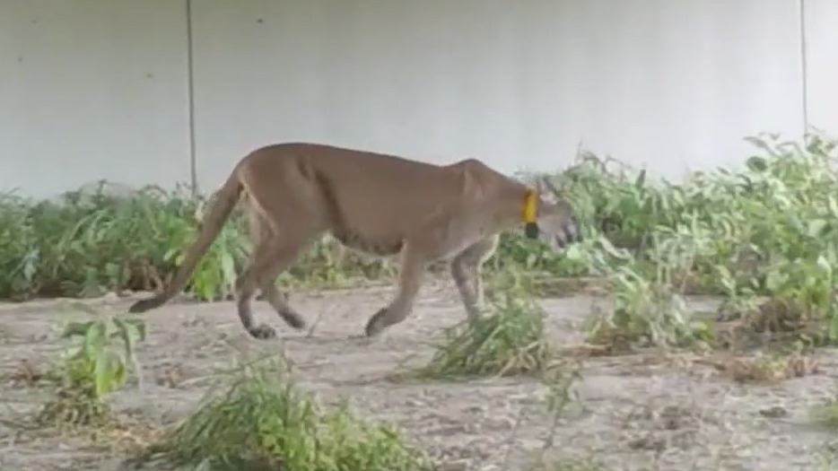 Creature crossing - Wild animals on our roads | FOX 51 Gainesville