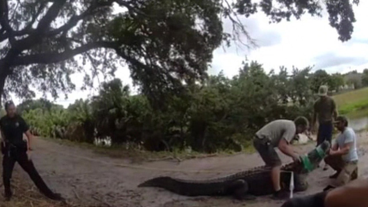Gator wrangled on Pinellas County pathway | FOX 13 Tampa Bay